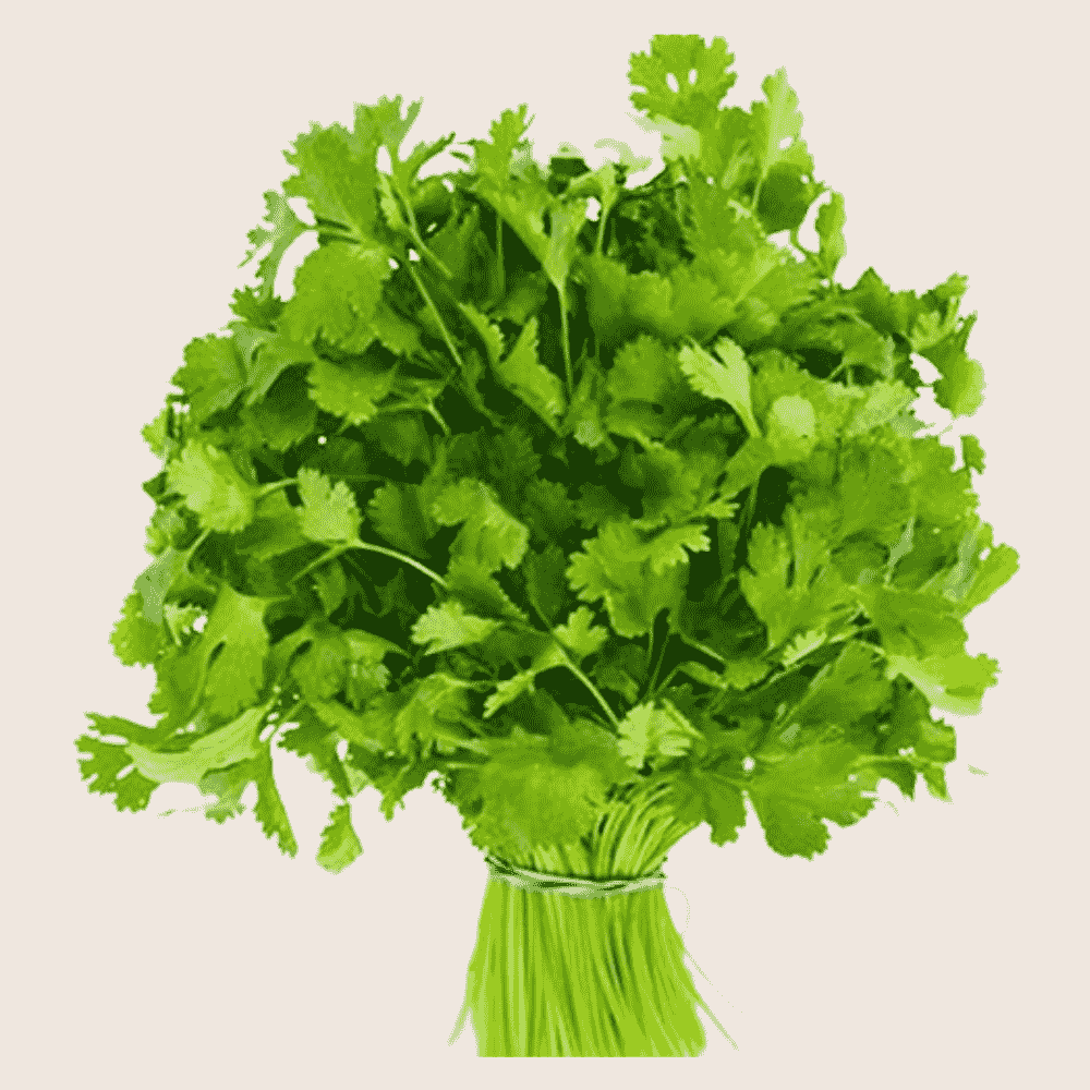 Hara Dhaniya – MAA JAGDAMBA MART